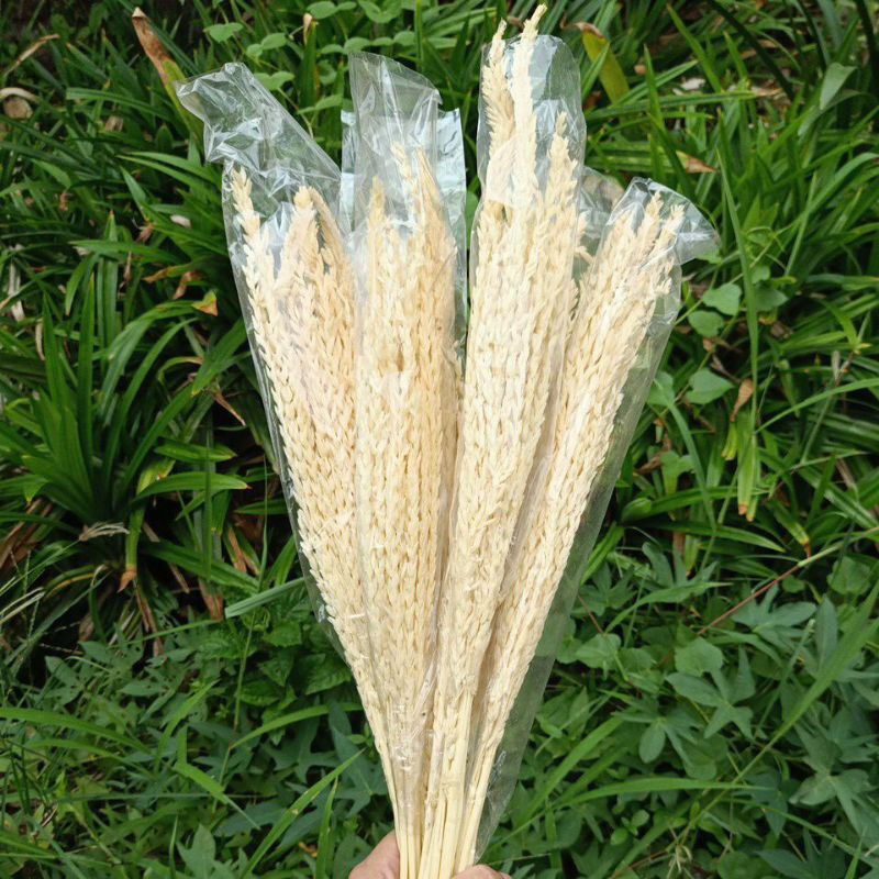 Jual bunga jagung 1 ikat isi 3-5 bunga kering bunga aesthetic | Shopee ...