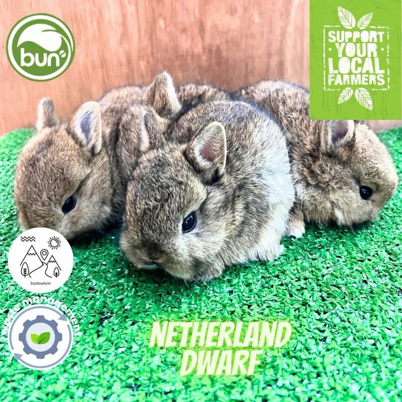 Jual Kelinci netherland dwarf Mini campuran brood quality warna ...