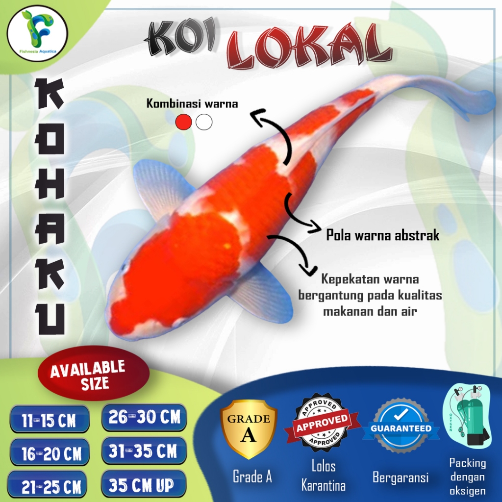 Jual Kohaku Ikan Koi Kohaku Grade A Ikan Hias Koi Kohaku Koi