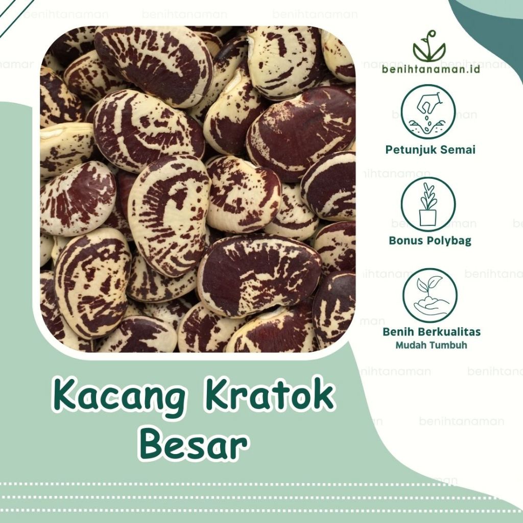 Jual 3 Biji - Benih Kacang Koro Kratok Besar Lima Bean Benggolo ...
