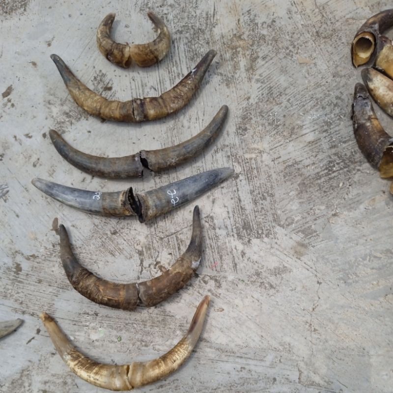 Jual tanduk sapi pasangan 20-25 cm cocok untuk bantengan/pajangan ...