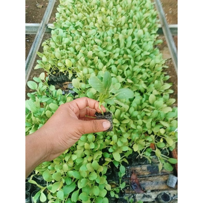 Jual Bibit Tanaman PAKCOY Siap Tanam (Beli 10 Gratis 1) | Shopee Indonesia