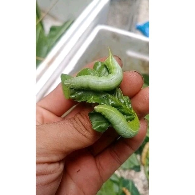 Jual ULAT MENGKUDU UMPAN IKAN BAWAL /HARGA PER EKOR | Shopee Indonesia