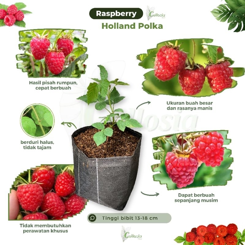 Jual Bibit Tanaman Buah Rasberi Import / Raspberry Polka Holland ...