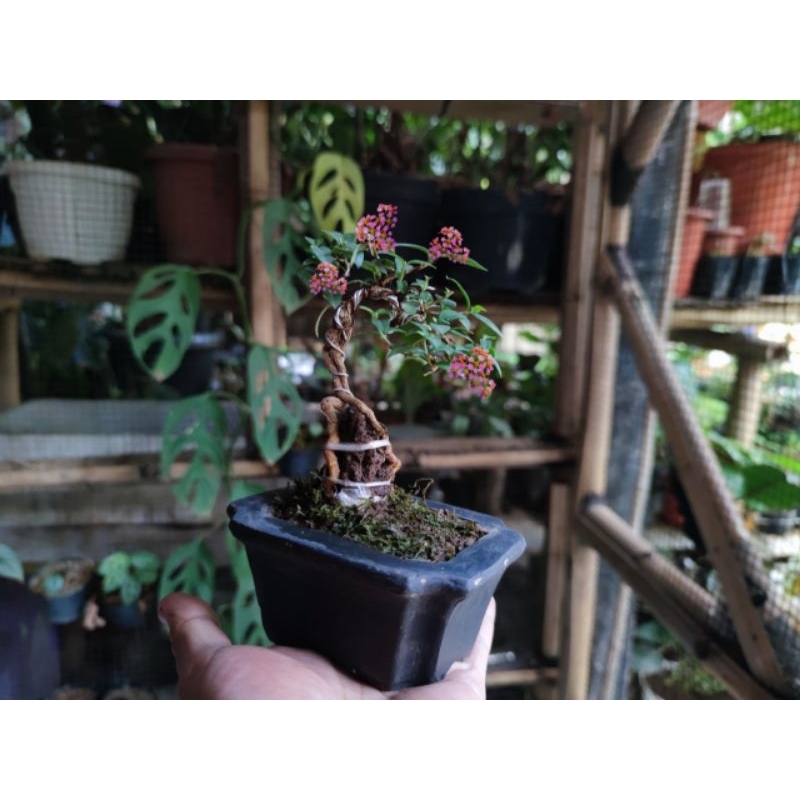 Jual Bonsai Mini Sakura Super micro Sudah Siap Pajang Disertakan pot bonsai dan lumut hidup ...