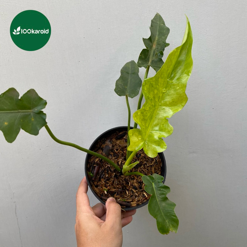 Jual Tanaman Hias Philodendron Bobcee Variegata | Philo Bob Cee ...