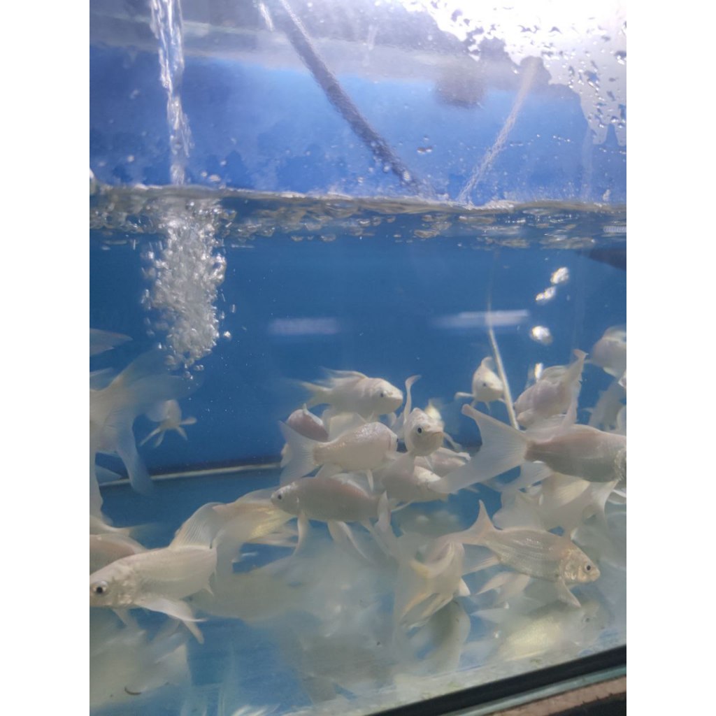 Jual KOI PLATINUM SLAYER [Instant/Same day] | Shopee Indonesia