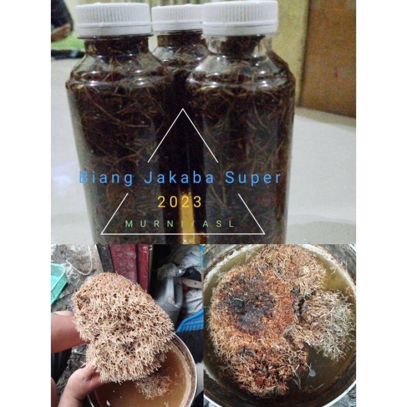 Jual Biang Jamur POC Jakaba super lebih full isi jamurnya | Shopee ...