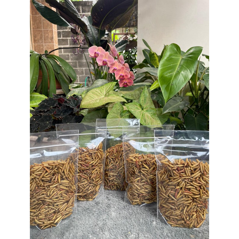 Jual Ulat Maggot Kering 50 Gram | Shopee Indonesia