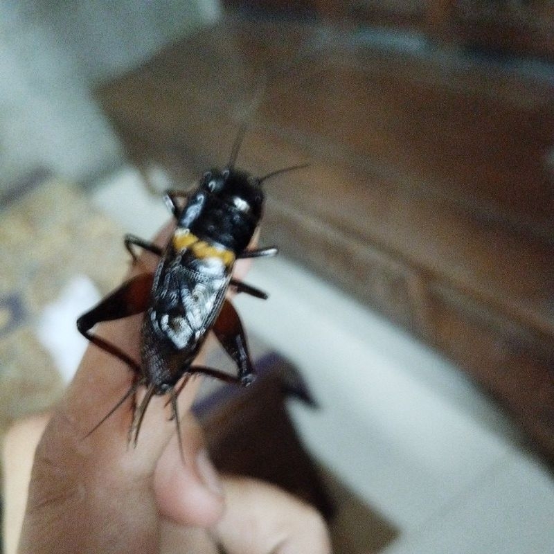 Jual jangkrik alam | Shopee Indonesia