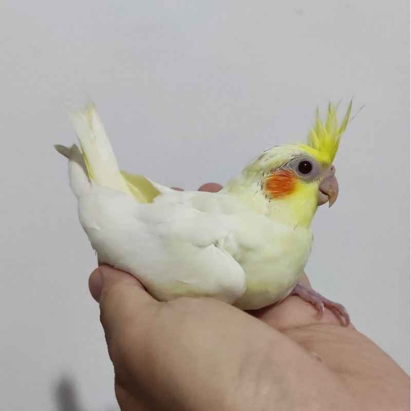 Jual Falk / Parkit Australia Lutino MM | Shopee Indonesia