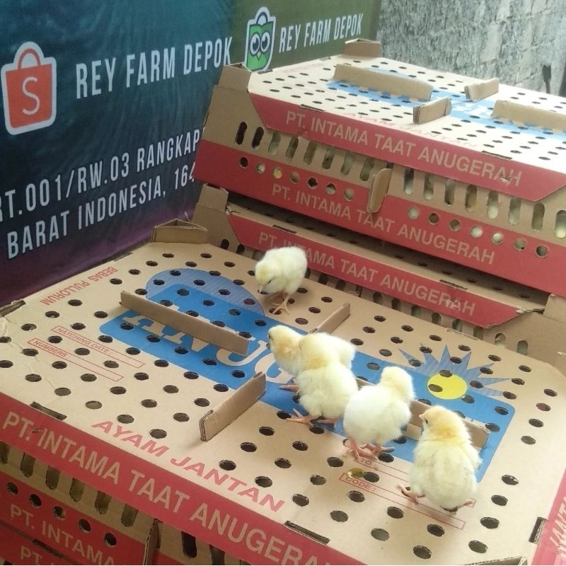 Jual Doc Pejantan 1 Box isi 100 ekor / Bibit Ayam Negri Pejantan ...