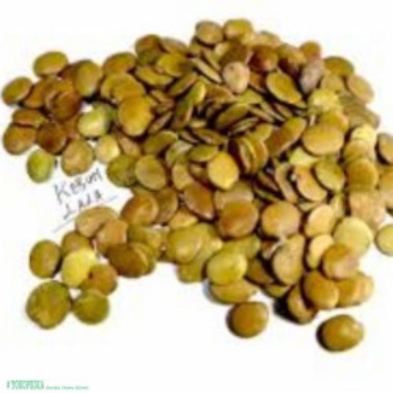 Jual Benih Gamal premium / biji gamal 250 gram / Benih clirisidia ...