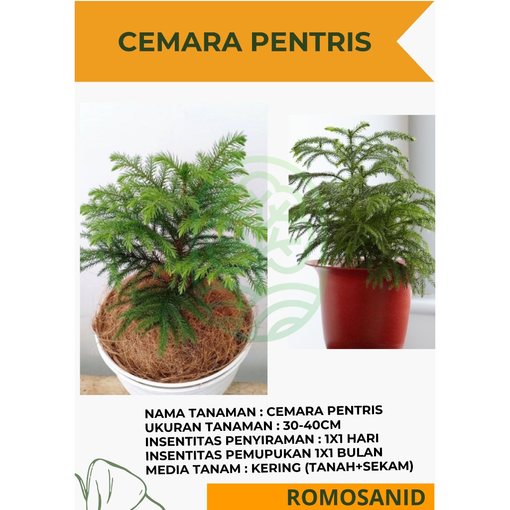 Jual Tanaman Cemara Pentris Norflok pohon cemara Pohon Hidup - ROMOSAN ...
