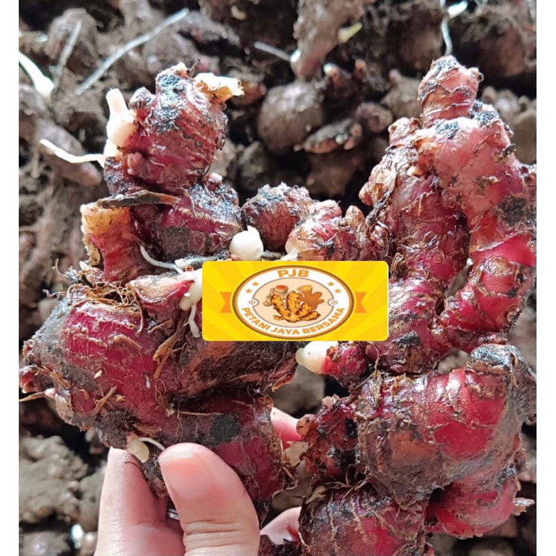 Jual JAHE MERAH FRESH 500gram/ RED GINGER / JAHE SEGAR | Shopee Indonesia Jual JAHE MERAH FRESH 500gram/ RED GINGER / JAHE SEGAR | Shopee Indonesia