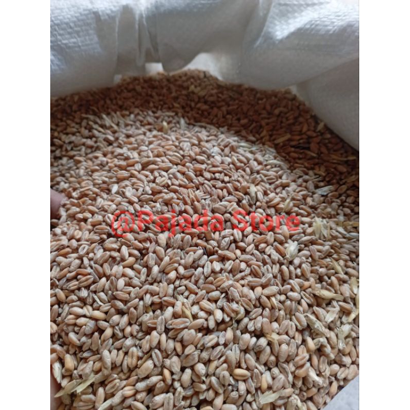 Jual Biji Gandum utuh /Benih Gandum kemasan 1kg | Shopee Indonesia