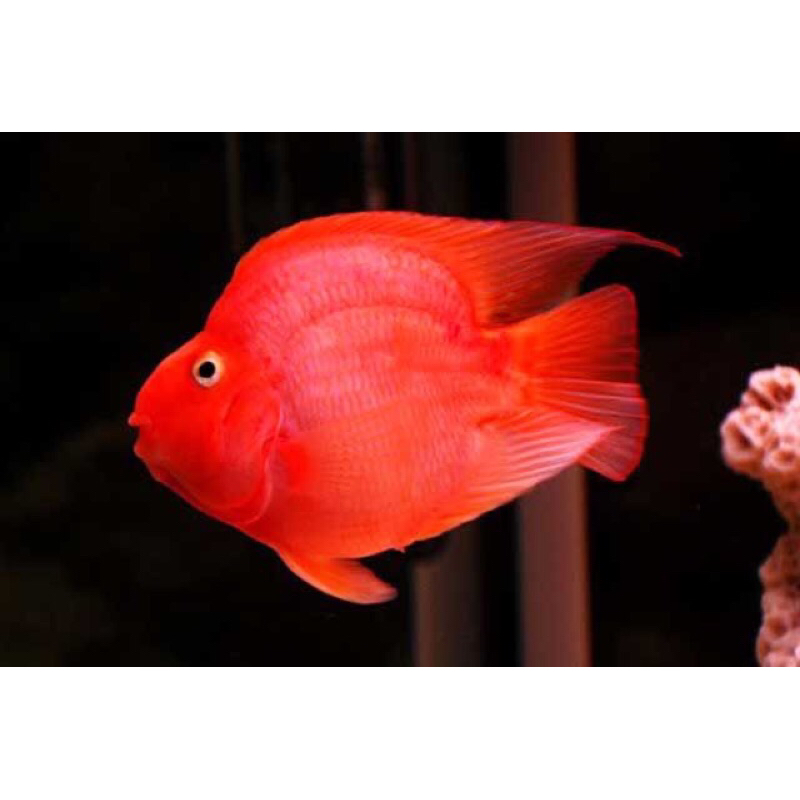 Jual ikan red parrot hiasan aquarium dan aquascape | Shopee Indonesia