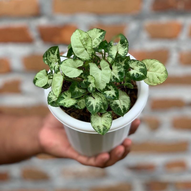 Jual Tanaman Hias Keladi Mini / Syngonium Mini | Shopee Indonesia