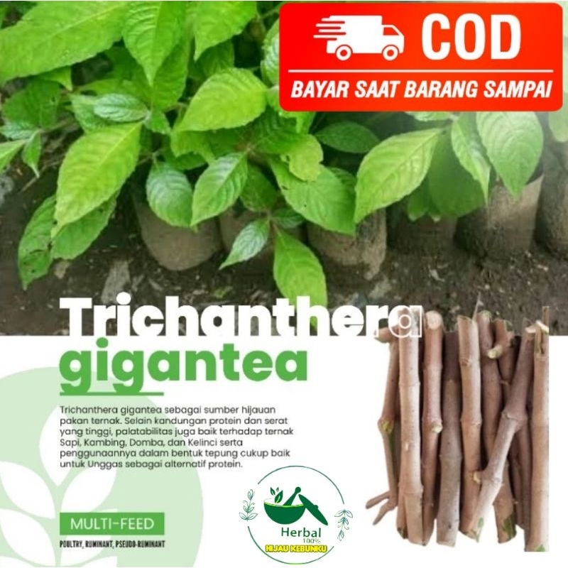 Jual Bibit Stek Trichantera Gigantea (Pakan Ternak) | Shopee Indonesia