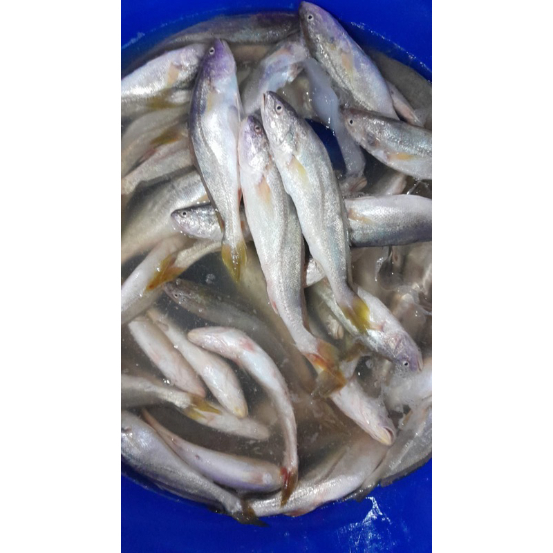 Jual ikan samge laut panjang segar | Shopee Indonesia