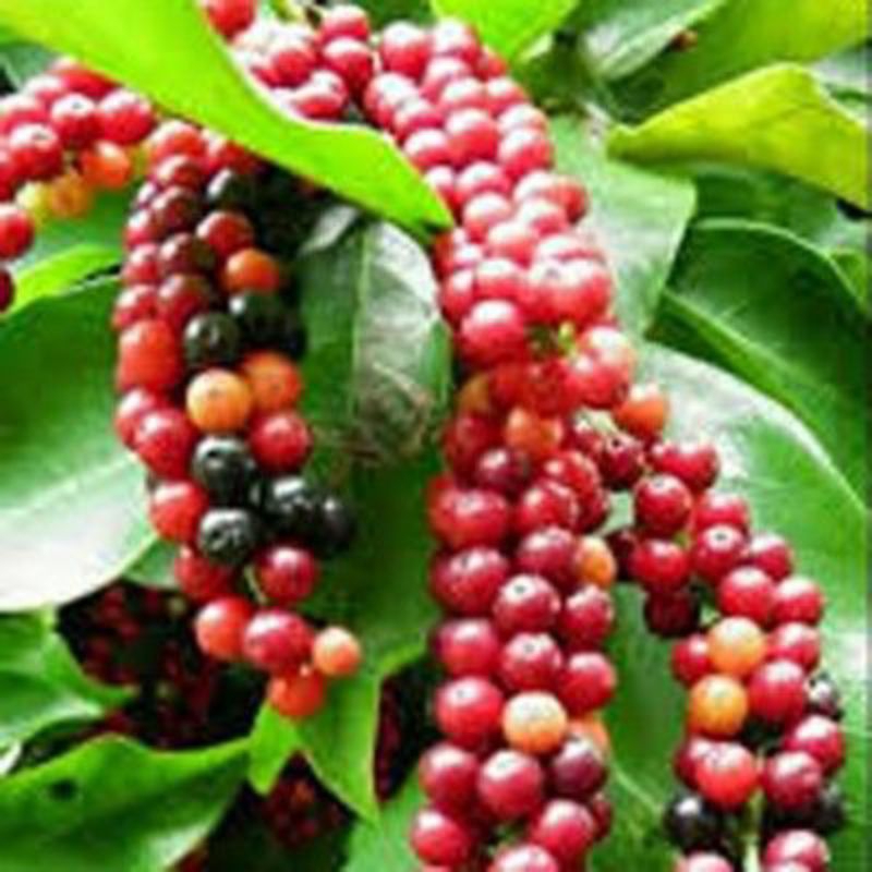 Jual bibit wuni, tanaman wuni, bibit tanaman buah wuni. | Shopee Indonesia