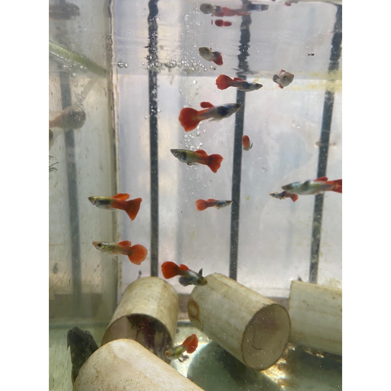 Jual guppy prtde (platinum red tail dumbo ear ) per pasang | Shopee Indonesia