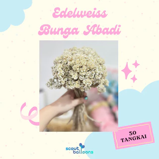 Jual Bunga Edelweiss Terlengkap & Harga Terbaru Desember 2024 | Shopee ...