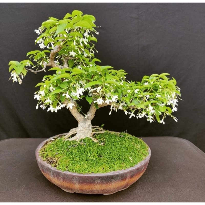 Jual Bonsai Mini Shito Anting Putri Wrightia religiosa sudah ...