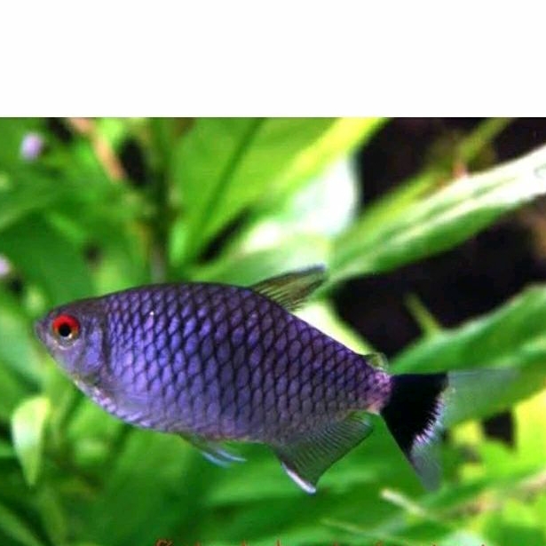 Jual ikan hias red eye tetra / ikan red eye / ikan mata merah | Shopee ...