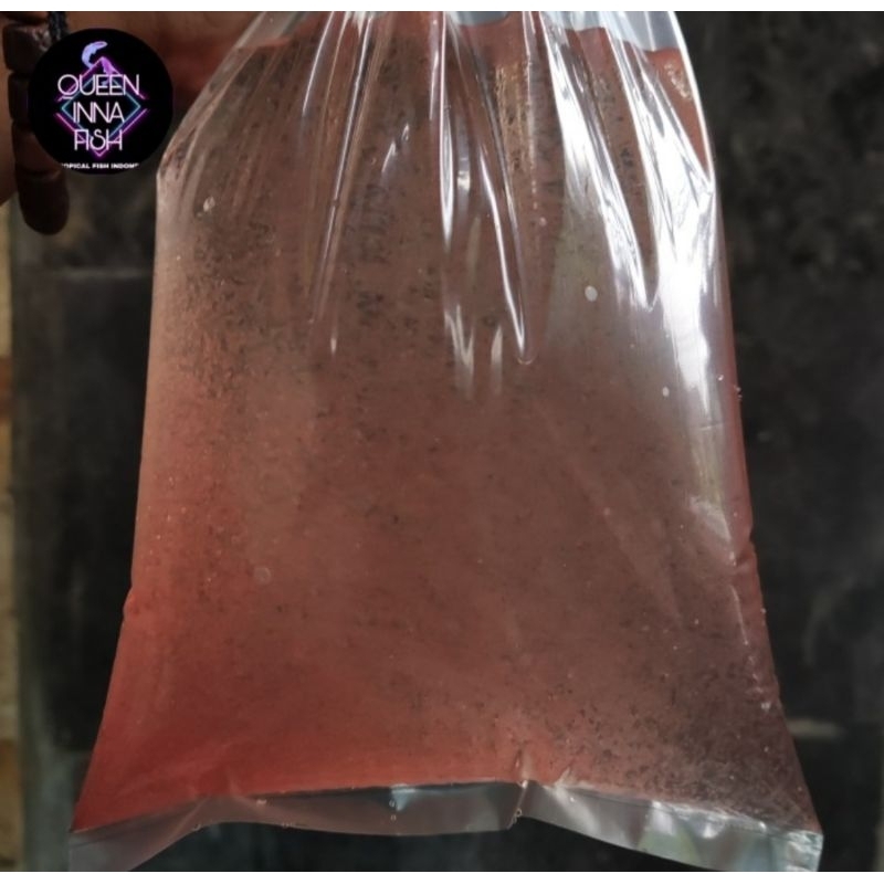 Jual Kutu Air Merah | Kutir Pakan Ikan Hias | Pakan Hidup Burayak Ikan ...
