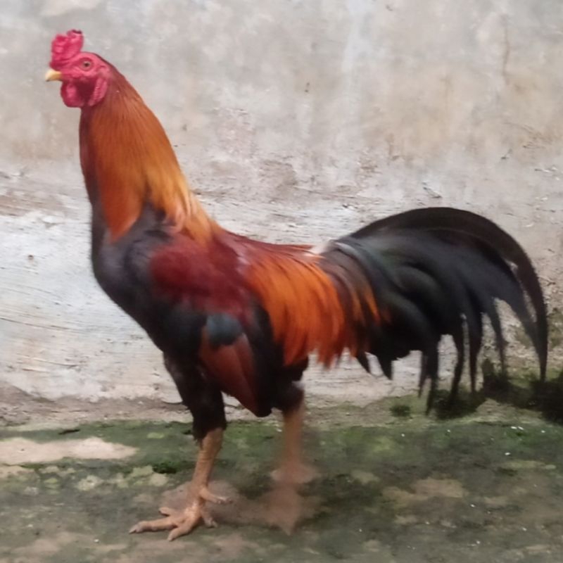 Jual Ayam kampung jantan asli hidup besar | Shopee Indonesia