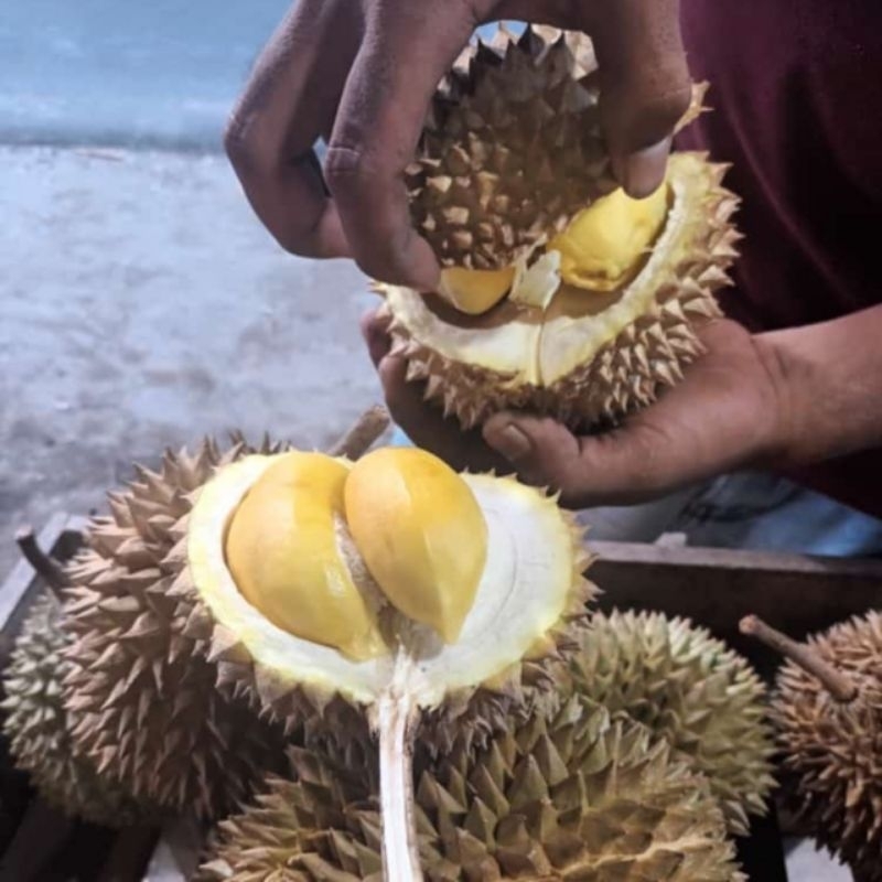 Jual Panen Duren | Durian Asli Wonosalam 3 pcs ( Langka ) | Shopee ...