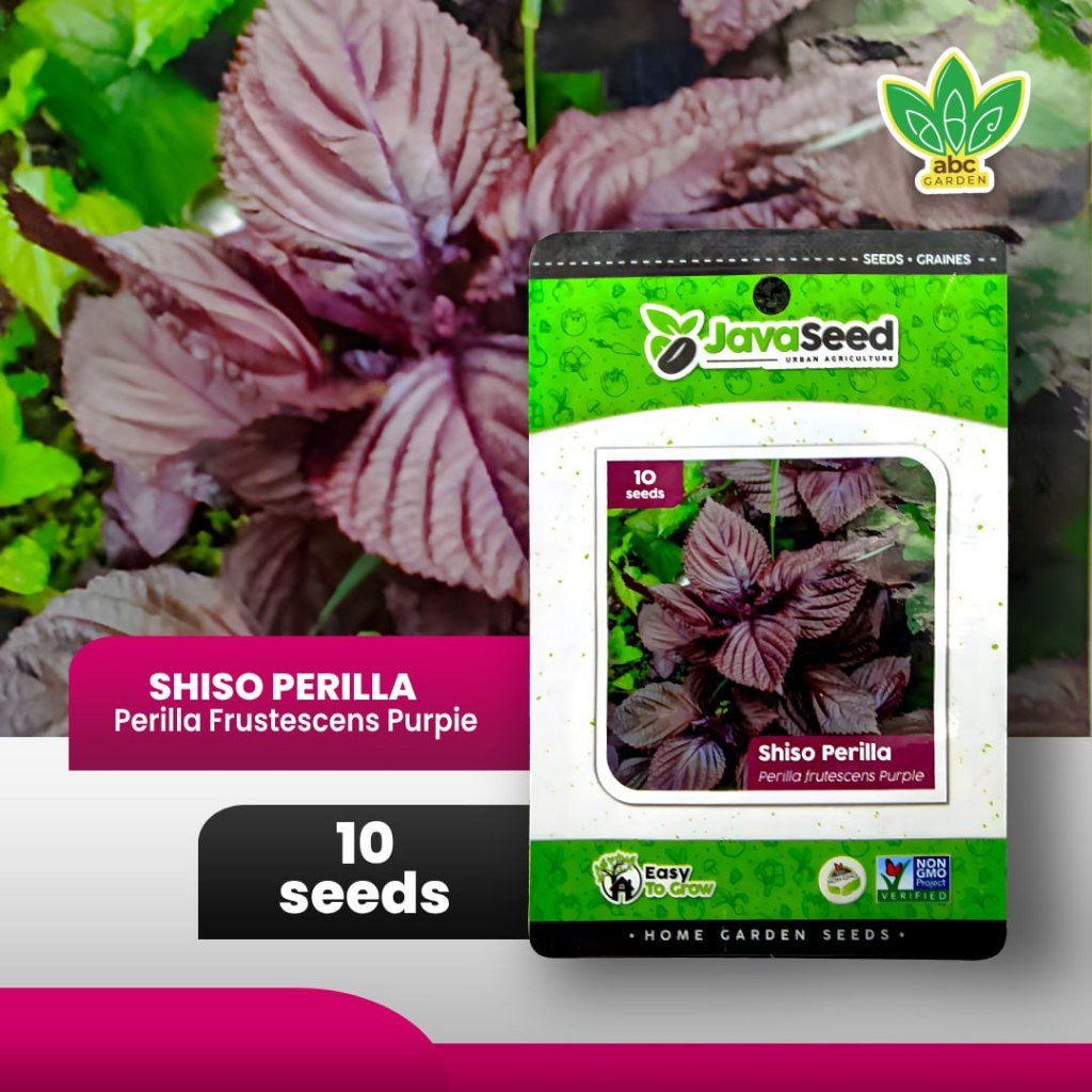 Jual [10 seeds] Benih Daun Shiso Merah Shiso Purple Perilla | Shopee ...