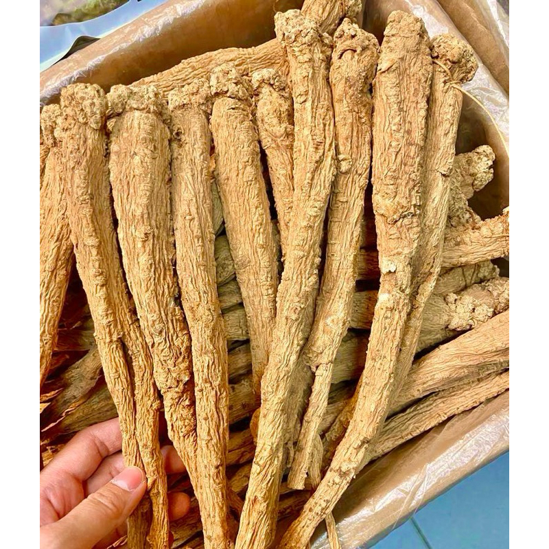 Jual TONG SEM jumbo / TONG SIM / TONGSEM / TONGSIM / DANG SHEN 100g ...