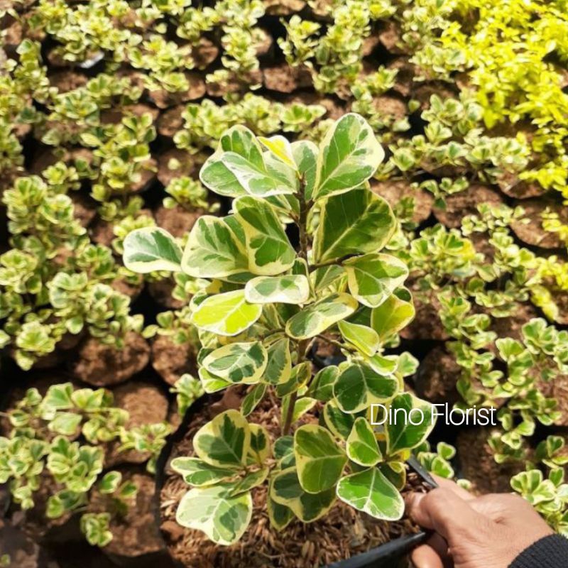 Jual Bibit Tanaman Pohon Ringin Kupu Kupu Varigata / Pohon Beringin ...