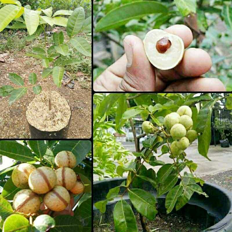 Jual Bibit Kelengkeng Matalada. Asli tanaman Okulasi cepat berbuah ...