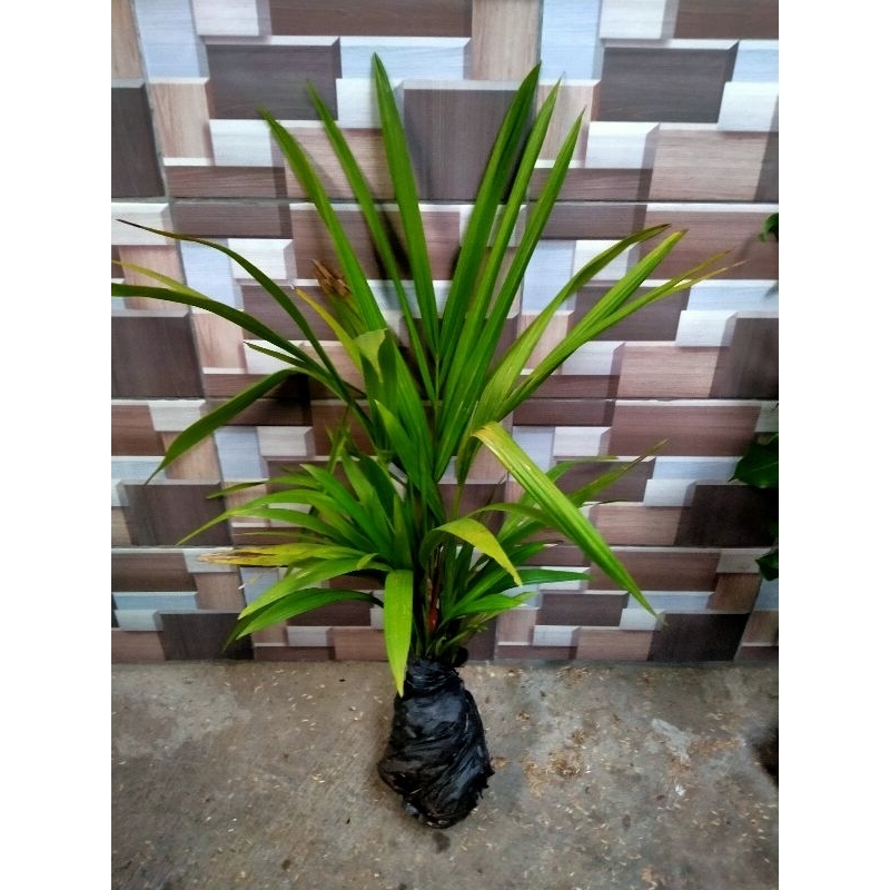 Jual pinang merah (palm merah) | Shopee Indonesia