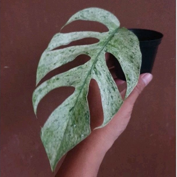 Jual epipremnum hanoman sp bali marble | Shopee Indonesia