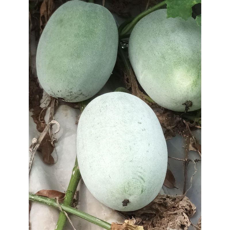Jual Buah Kundur Bligo 1,7 kg - 2 kg Buah Bligo Winter Melon Segar Baru ...