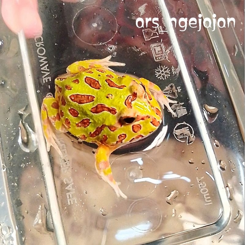 Jual Pacman Frog Green Kodok Pacman Green Free Kandang Dan Makanan ...