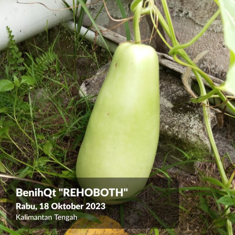 Jual Bibit benih labu air putih bulat lonjong daging tebal 25 biji ...
