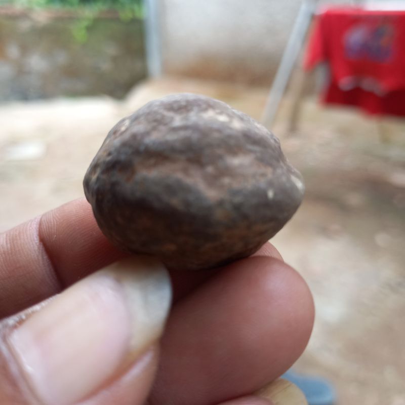 Jual Muncang Adu Mayit Jawa (MJ) Ori Bahan special ukuran medium dan ...