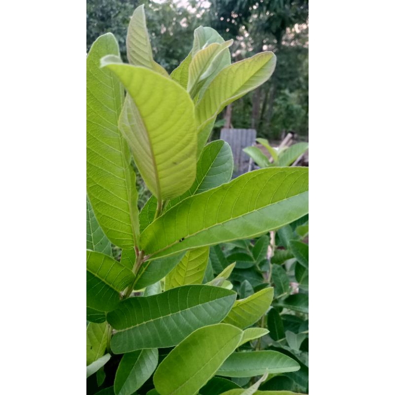 Jual daun jambu muda 500g obat herbal tradisional diare | Shopee Indonesia