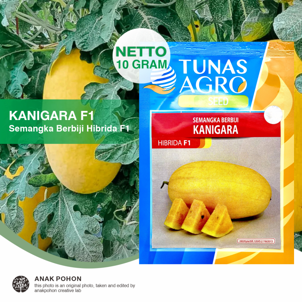 Jual (1 PACK) Benih Semangka Golden Berbiji KANIGARA Hibrida F1 Lonjong ...