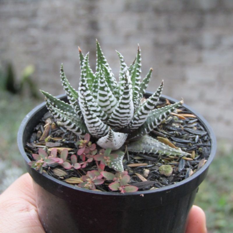 Jual Haworthia Attenuata Zebra | Kaktus Sukulen | Shopee Indonesia