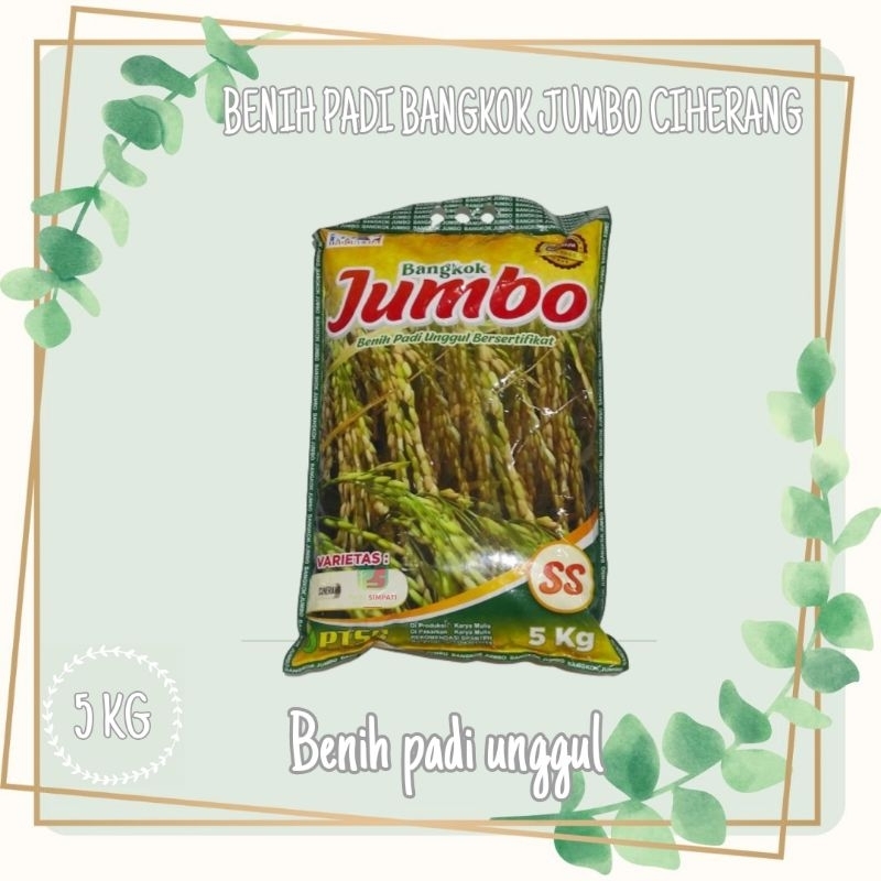 Jual Benih Padi Unggul Bersertifikat Bangkok Jumbo Padi Ciherang / Bibit Padi Ciherang - 5 kG ...