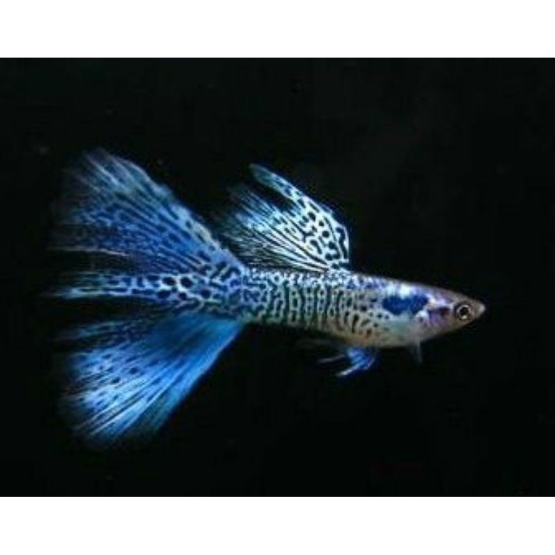 Jual ikan hias guppy galaxy blue medusa sepasang jantan betina tro cocok untuk aquarium kolam ...