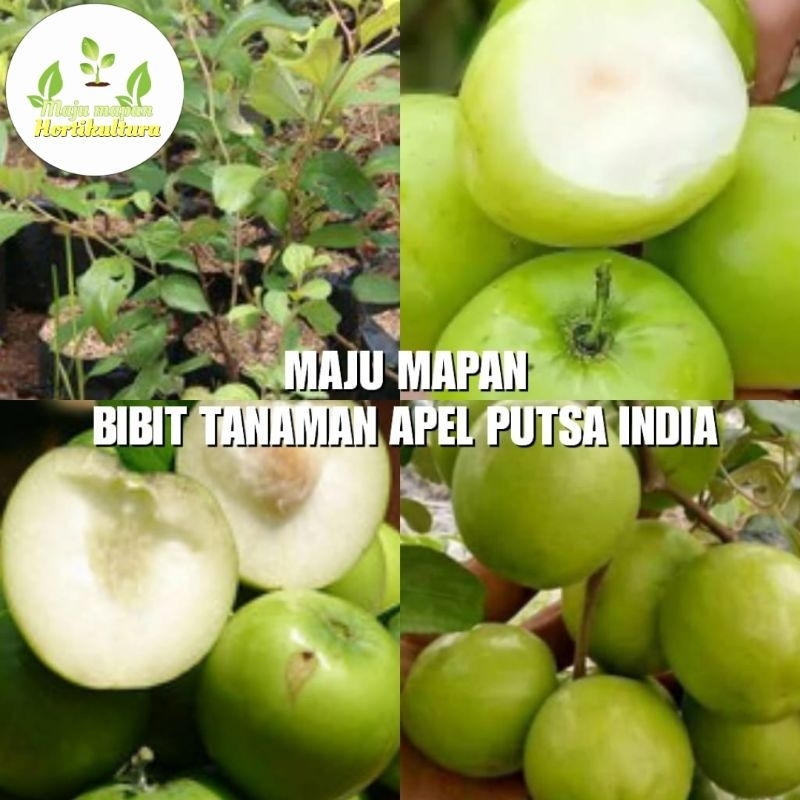 Jual BIBIT APEL PUTSA HIJAU SUPER (BERCABANG) | Shopee Indonesia