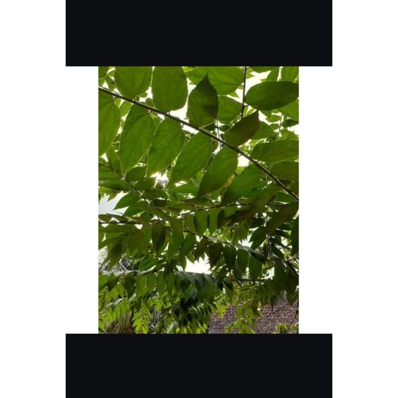 Jual DAUN CERI SEGAR / DAUN KERSEN ALAMI / DAUN TALOK SEGAR /DAUN ...