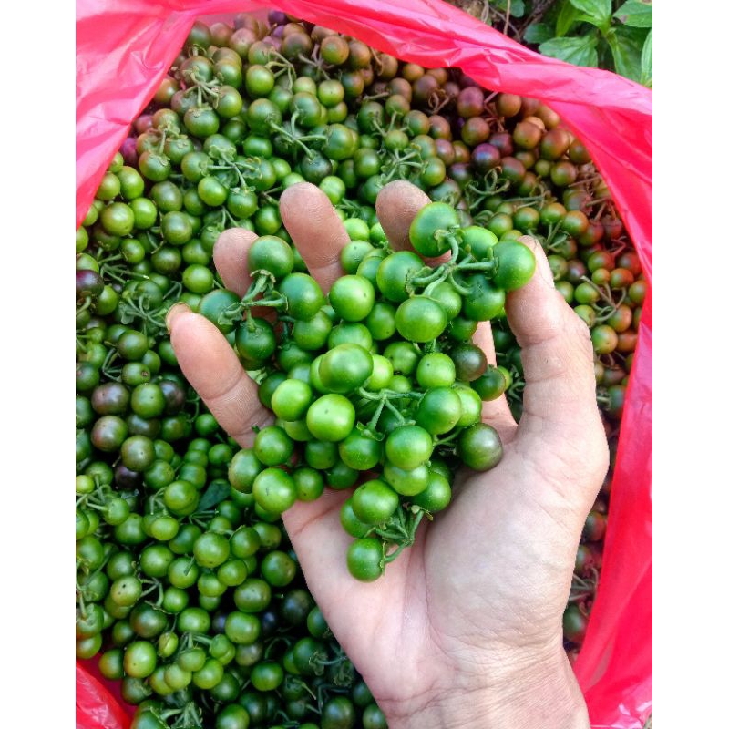 Jual Lalaban Lenca Segar 1kg | Shopee Indonesia